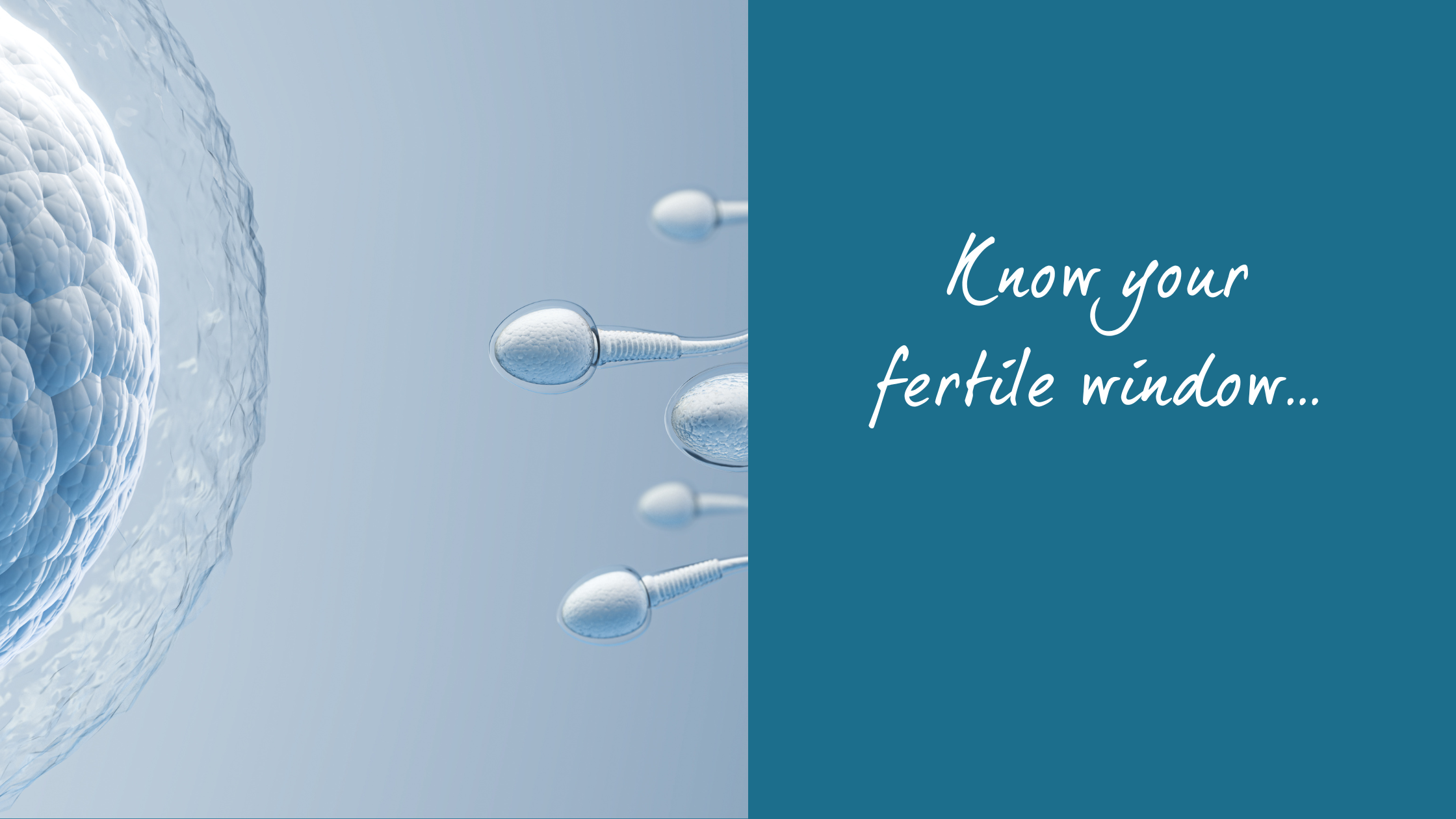 Know your fertile window! - Magda Wright Fertility Coach